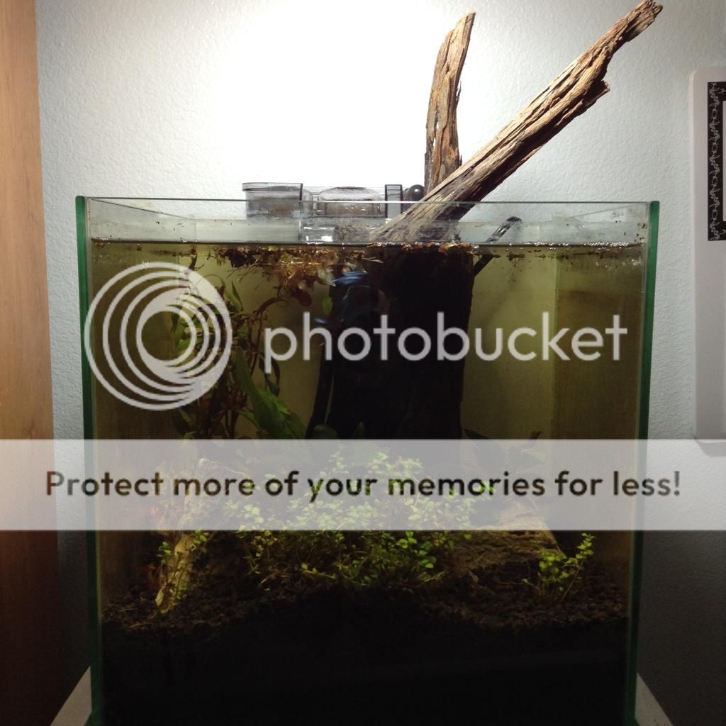 7.5 Gallon Low-Tech Betta Oasis | The Planted Tank Forum