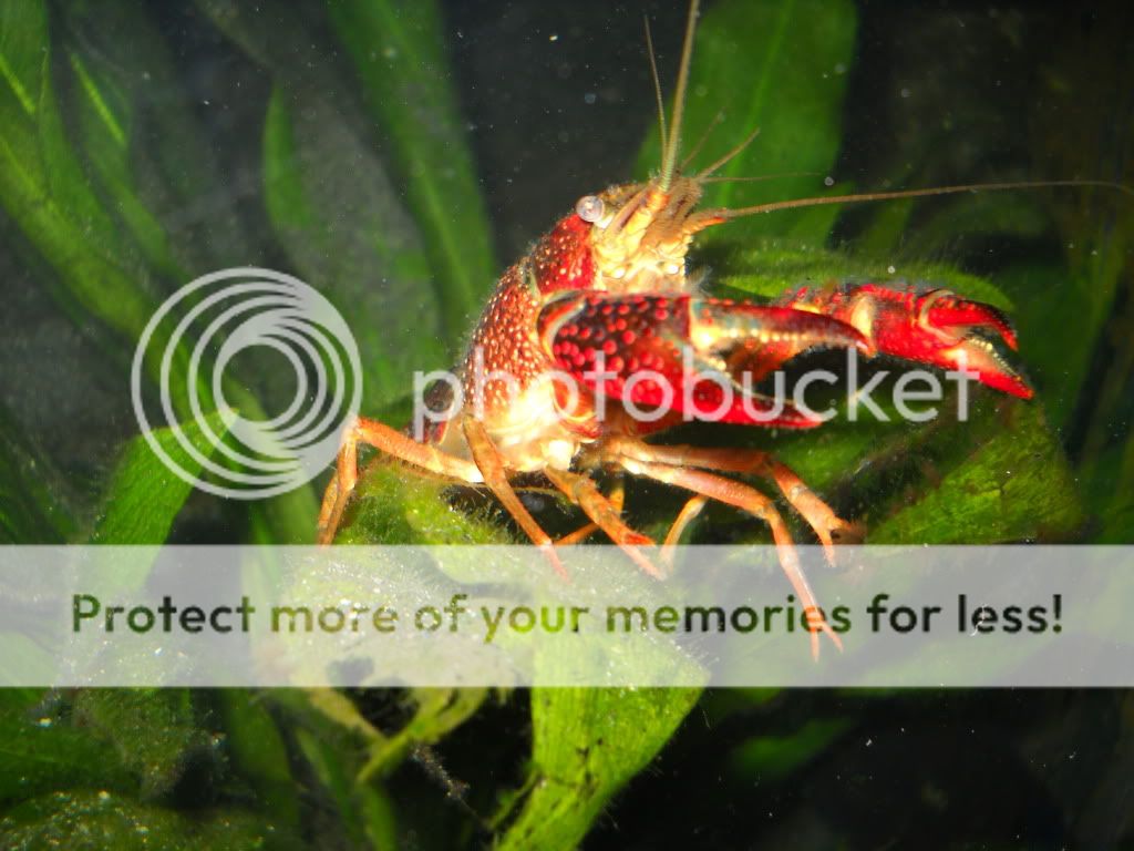 Roter amerikanischer Sumpfkrebs (Procambarus clarkii)